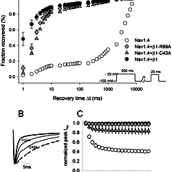 Effects of β1 and mutants on Nav1.4 channel recovery from inactivation.