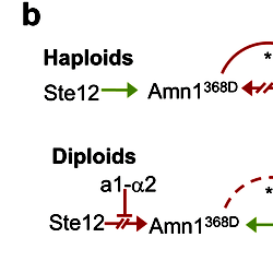 A schematic model for cell type dependent AMN1 regulated cell separation.