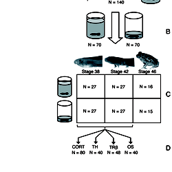 Experimental design and sample distribution.