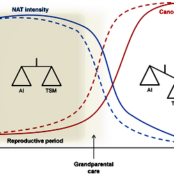 Evolution of the trade-off between TSMs and the risk of AI with age and ...