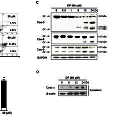 DP induced both extrinsic and intrinsic apoptosis pathway in MG-63 cells.