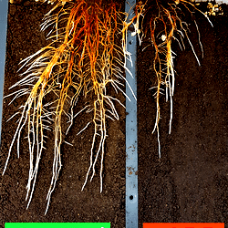 Example of split-root setup showing one representative replicate of ...