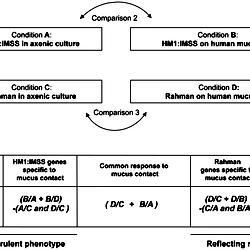 Experimental design and strategy for microarray data analysis.