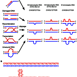 Models of expansion of trinucleotide repeats.