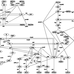 Metabolic network of central carbon metabolism of E. coli.