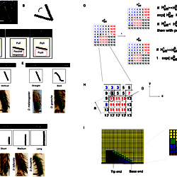Schematics showing possible variations of SC features and illustration ...
