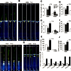OsMADS25 increases the ABA sensitivity of rice.