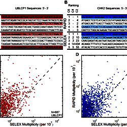 Relationship of the SELEX and RAPID selected sequences in Cycle 6 pools.