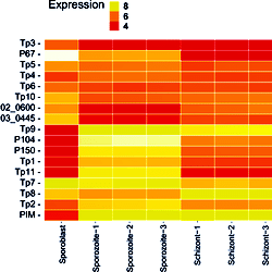 Heatmap showing the log10 of normalized TPM values for known Theileria ...