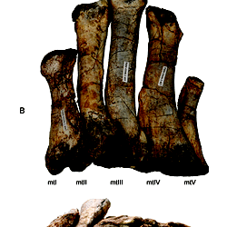 Articulated paratype right metacarpus of Sarahsaurus aurifontanalis.