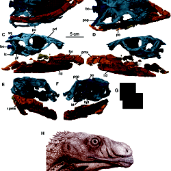 Skull (MCZ 8893) provisionally referred to Sarahsaurus aurifontanalis ...