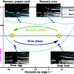 The phases of the rowing cycle.