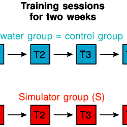 Study design for the two participant groups.