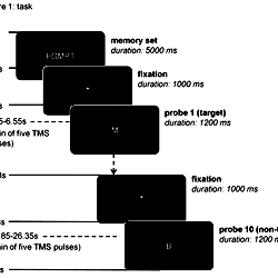 The temporal sequence is shown for the Sternberg task.