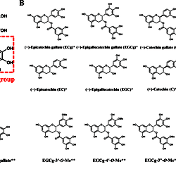 Chemical structures of catechins.
