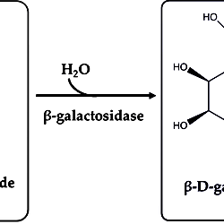 Reaction scheme of ortho-nitrophenyl-β-D-galactopyranoside (ONPG ...