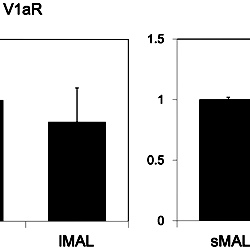 Expression levels of V1aR and V2R mRNA in sMALs and lMALs.
