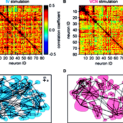 Functional connectivity maps revealed a dense and efficient network for ...