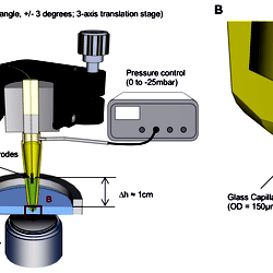 Capillary patch clamp setup.