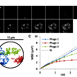 Phage T5 diffusion on lipid membrane.