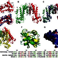 Crystal structure of pfiT.