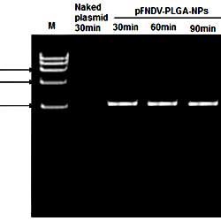 Stability analysis of the plasmid DNA after encapsulation in the PLGA ...