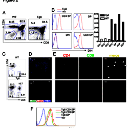 Characterization of Tg8 cells.