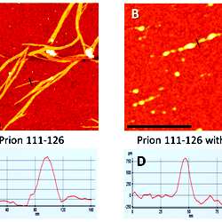 Morphology of fibrillar assemblies of the PrP