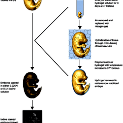 Schematic of the addition of hydrogel stabilization to the mouse embryo ...