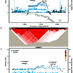 Regional plot of association results in LD block containing PTPN22 at ...
