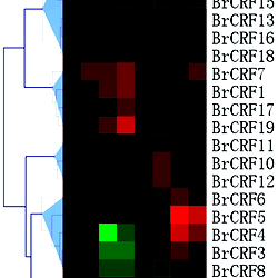 The heat map shows the real-time quantitative RT-PCR (q-RT-PCR ...