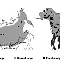 Historic and contemporary Holarctic distribution of wolverines and ...