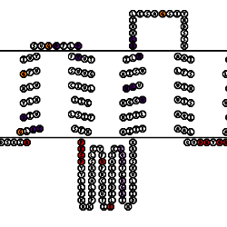Schematic model for the structure of the putative SLC2 transporters ...