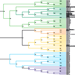Phylogenetic tree of 68 chosen SLC2 transporters derived from P ...