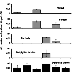 Distribution of mRNA levels of putative SLC2 transporters in various ...
