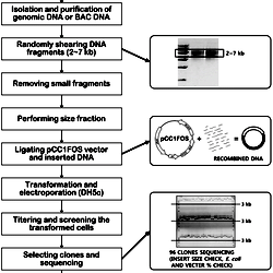 Flow chart depicting shotgun library construction.