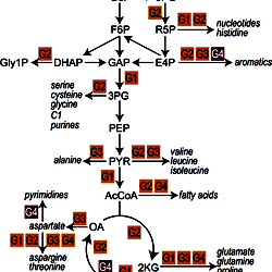 A schematic showing the location of different types of oxidoreductase ...