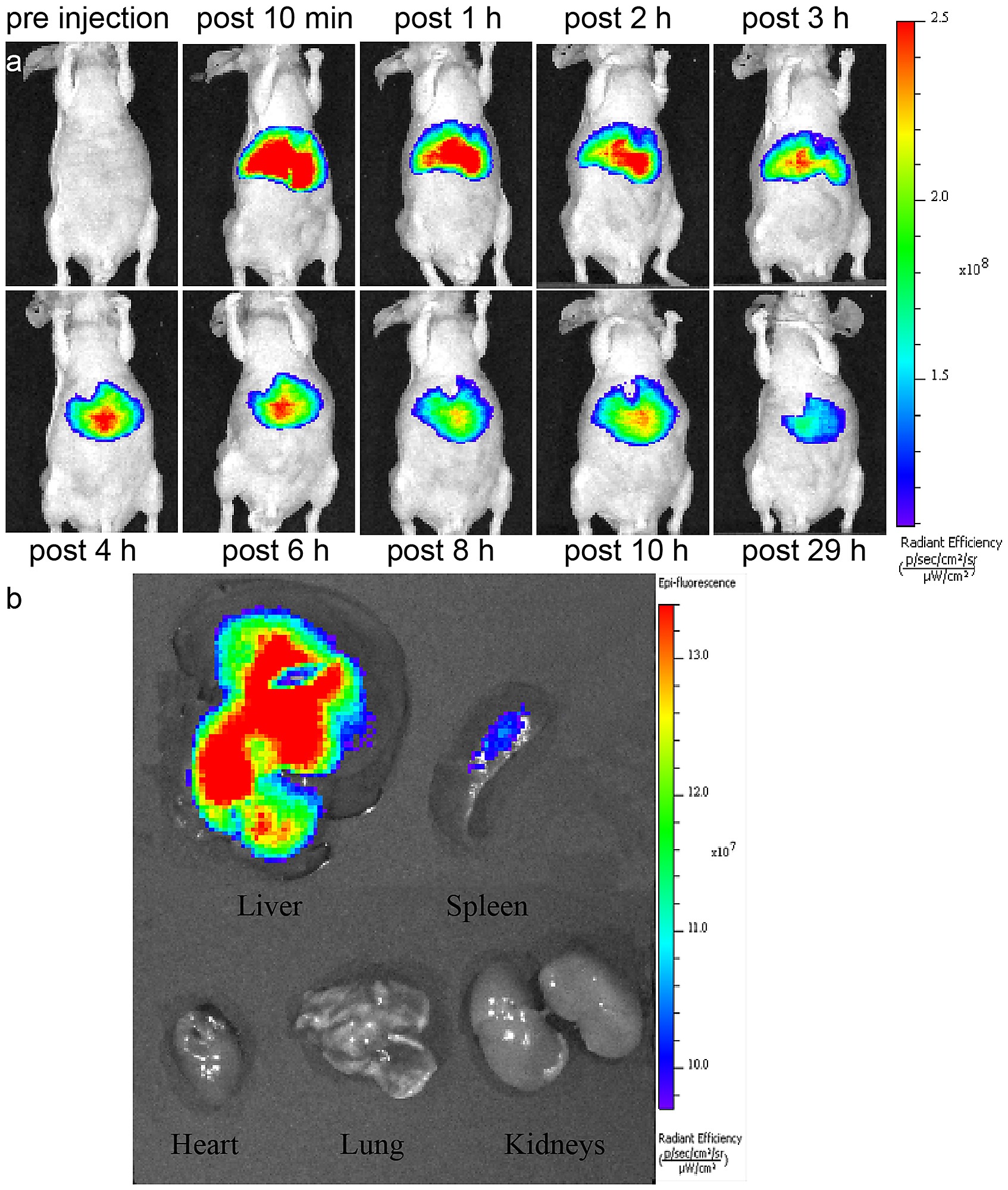 Intravenous Injection Mice