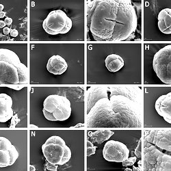 Systematic importance of morphological features of pollen grains of ...