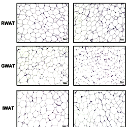 Histological analysis of BAT, RWAT, GWAT, IWAT and liver in KK-Ay mice ...