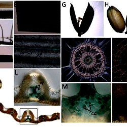 Histochemical staining of GUS activity in rice plants transformed with ...