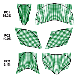 Thin-plate splines illustrating the multivariate allometric regression ...