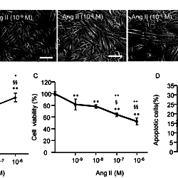 Concentration-response study of Ang II on H9c2 hypertrophy and apoptosis.