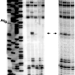 Toeprinting analysis of yifK mRNA.