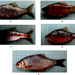 Taxonomic validation of five fish species of subfamily Barbinae from ...