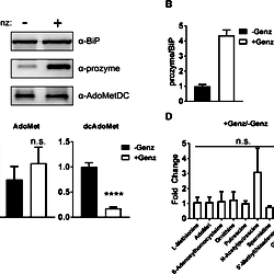 Prozyme protein induction correlates with a depletion of dcAdoMet.