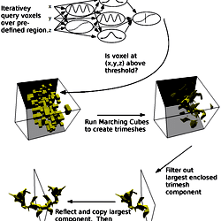Constructing an organism from a CPPN genome.