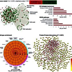Human co-expression cluster 1.