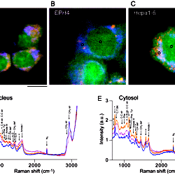 Raman images of three cell-lines.