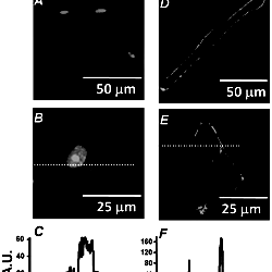 Subcellular buffering of [InsP3] at the nucleus and the plasma membrane.